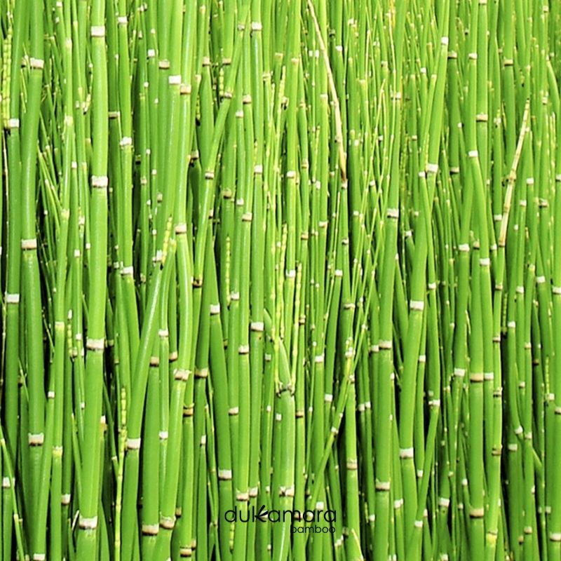 Vídeo de nuestro ingrediente extrella, el bambú. Beneficios que aporta ...